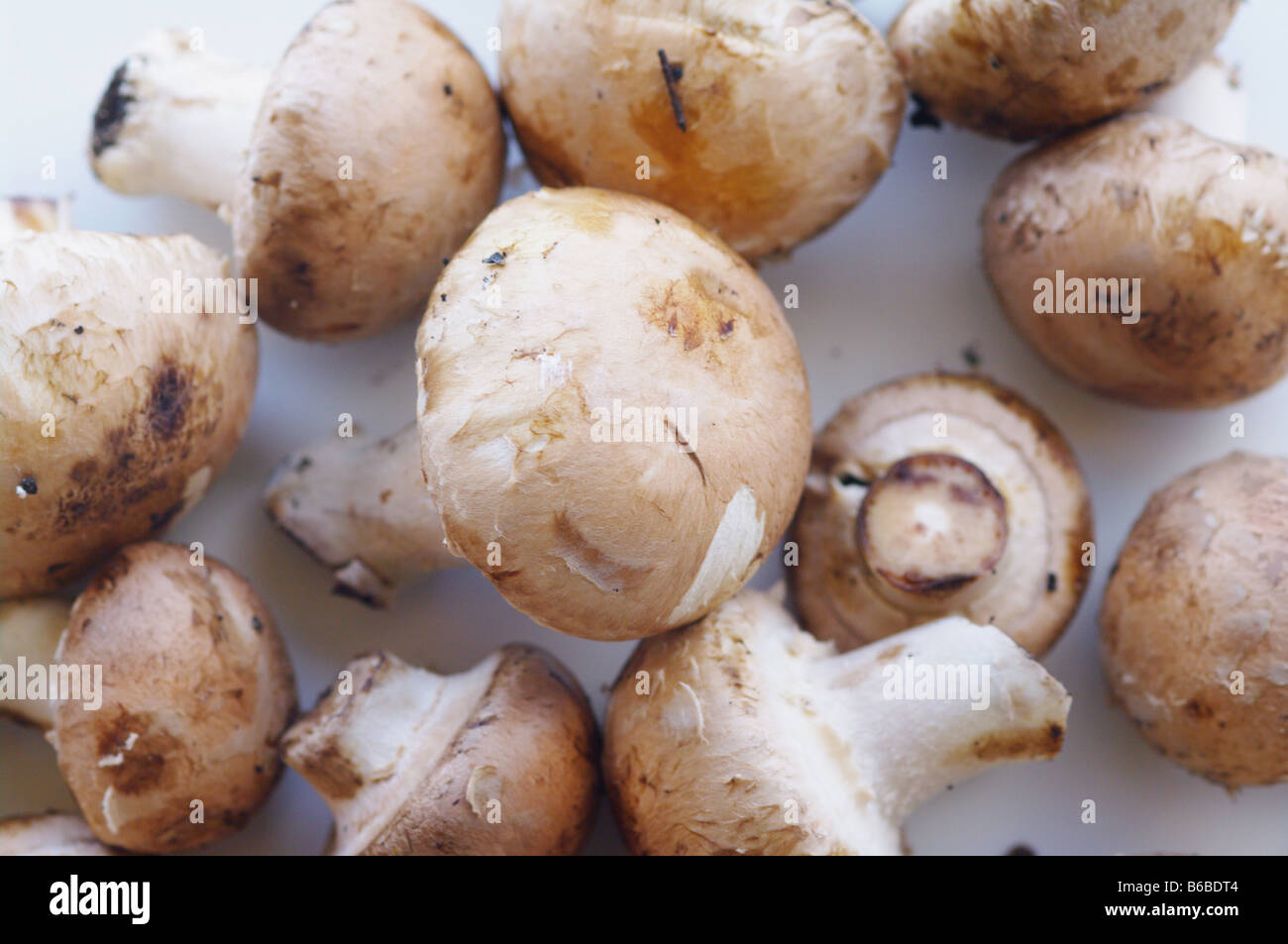 Button mushroom hi-res stock photography and images - Alamy