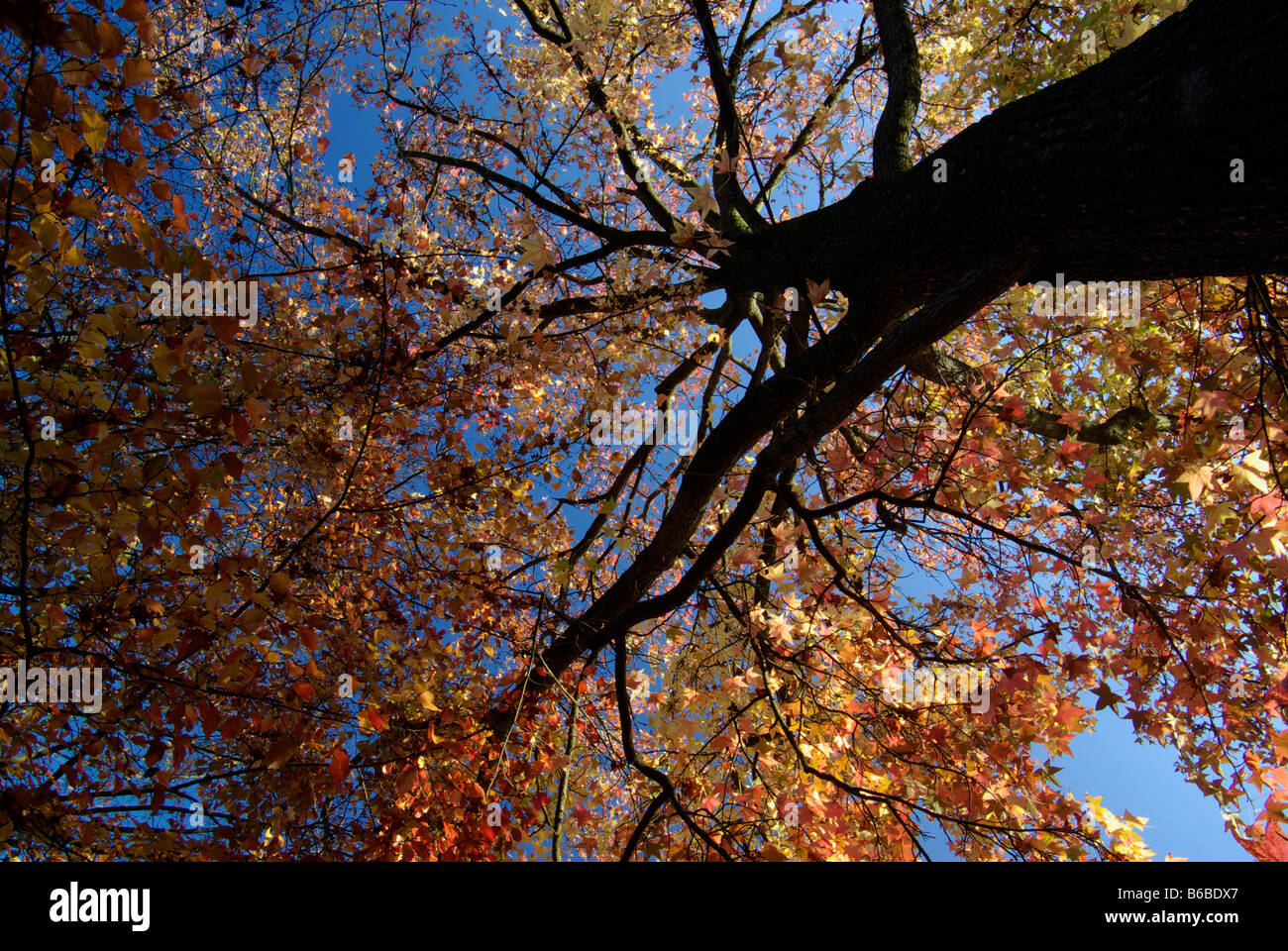 Persian ironwood tree hi-res stock photography and images - Alamy