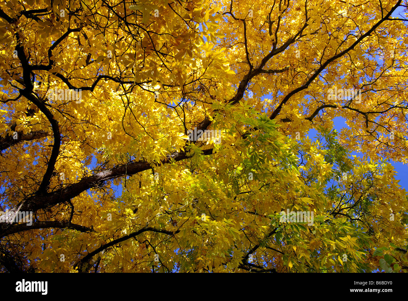 autumn foliage of mockernut tree carya tomentosa Stock Photo - Alamy