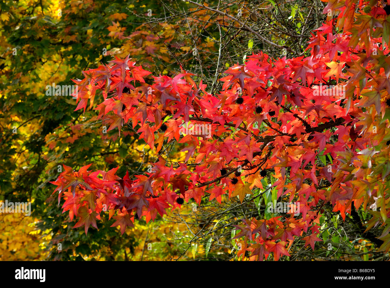 autumn foliage of sweetgum tree liquidambar styraciflua Stock Photo - Alamy