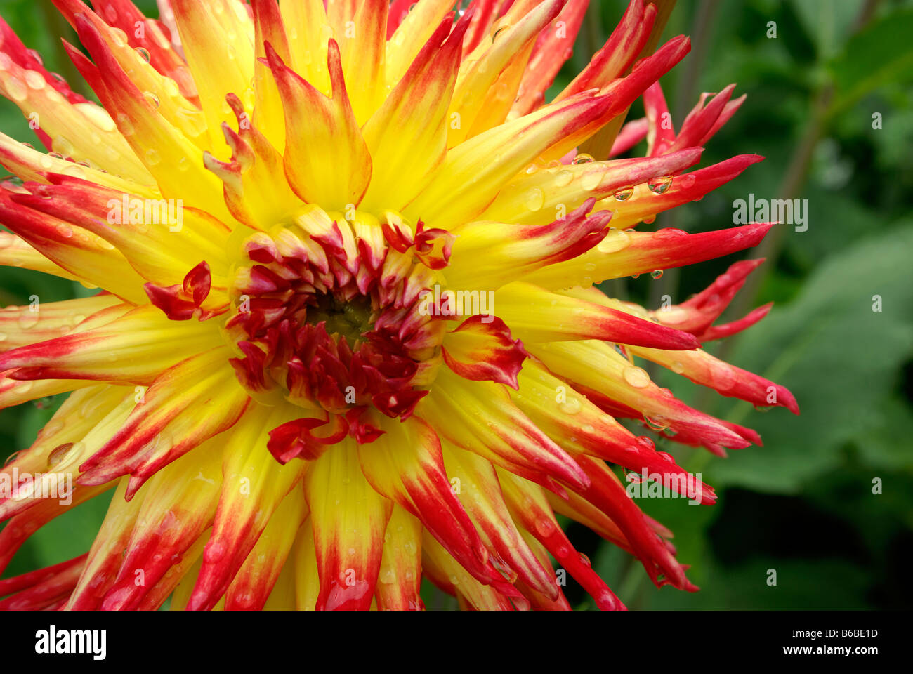 dahlia red yellow single flower Stock Photo - Alamy