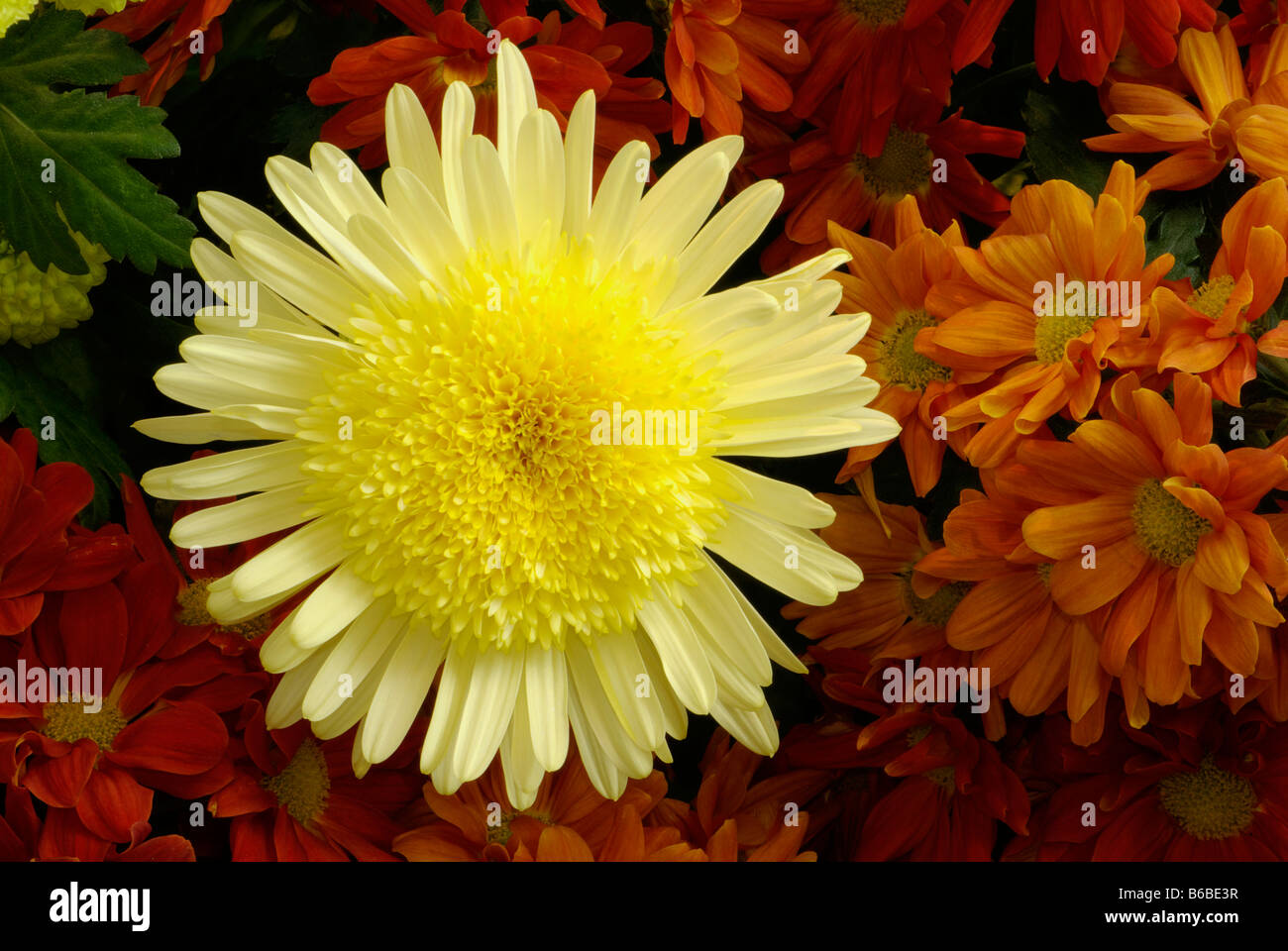 Chrysanthemum indicum hi-res stock photography and images - Alamy