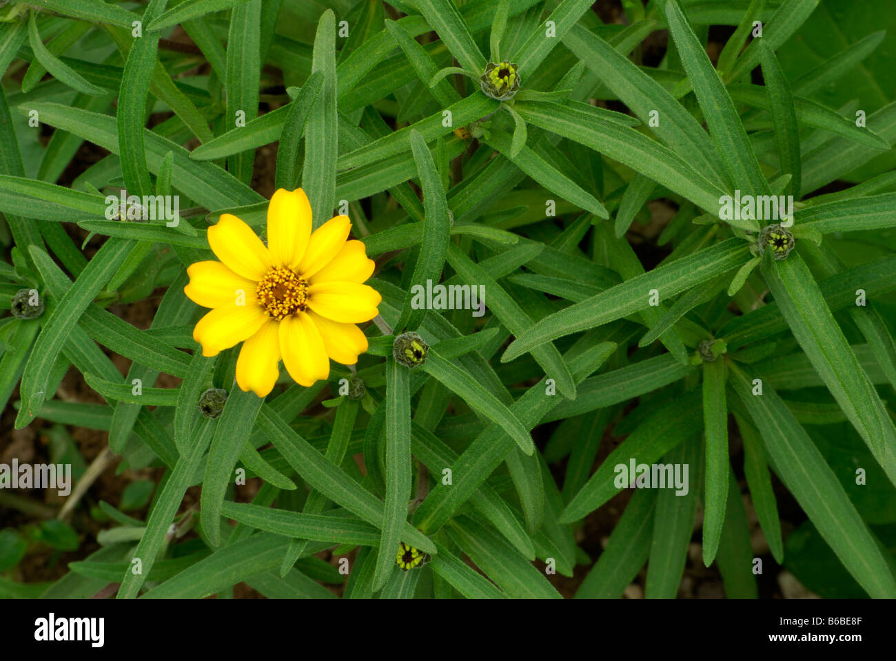 single yellow bloom Stock Photo - Alamy