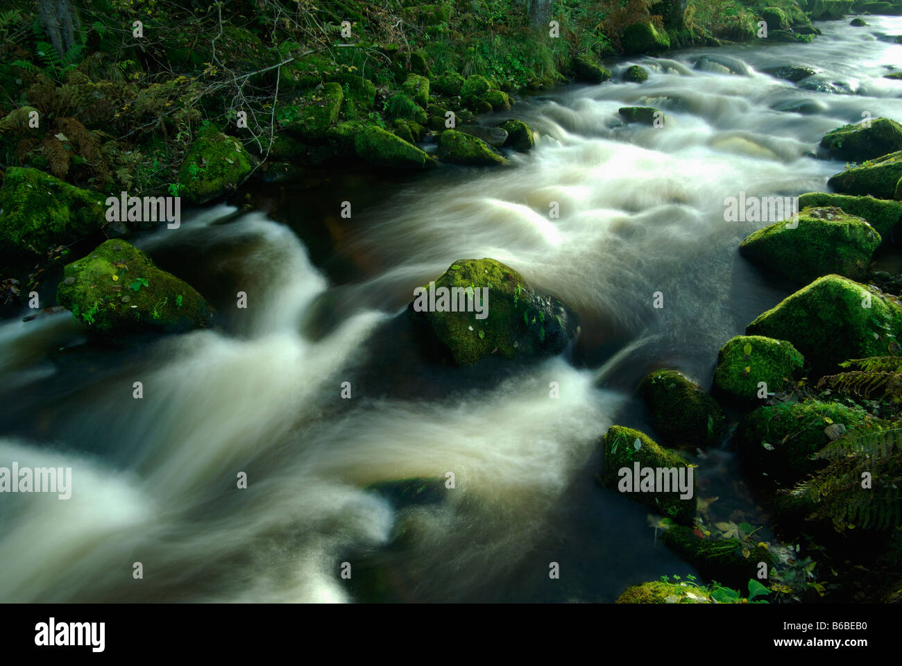 fast-flowing stream in the Black Forest Germany Stock Photo - Alamy