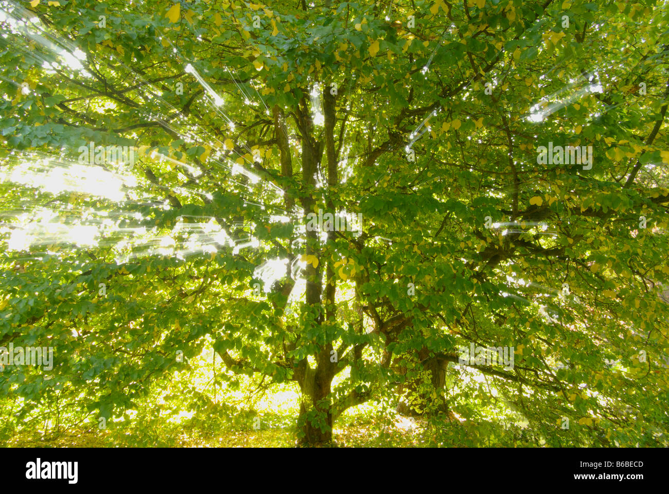 Hazel tree hi-res stock photography and images - Alamy