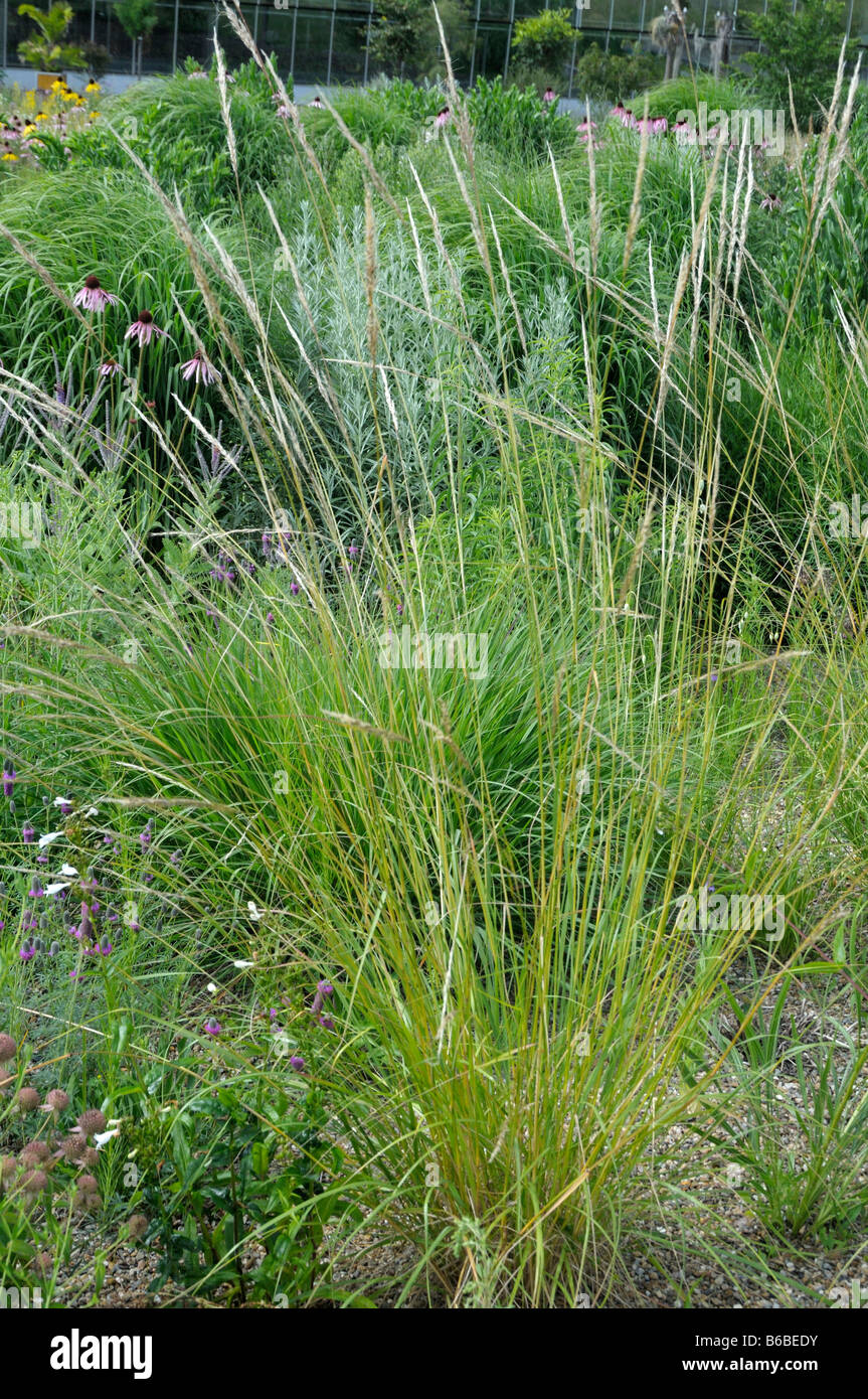 Feather Grass, Green Needle Grass, Spear Grass (Stipa viridula ...