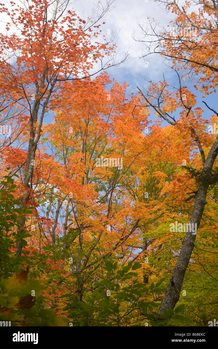 MI00089 00 MICHIGAN Autumn color in the forest of the Porcupine ...