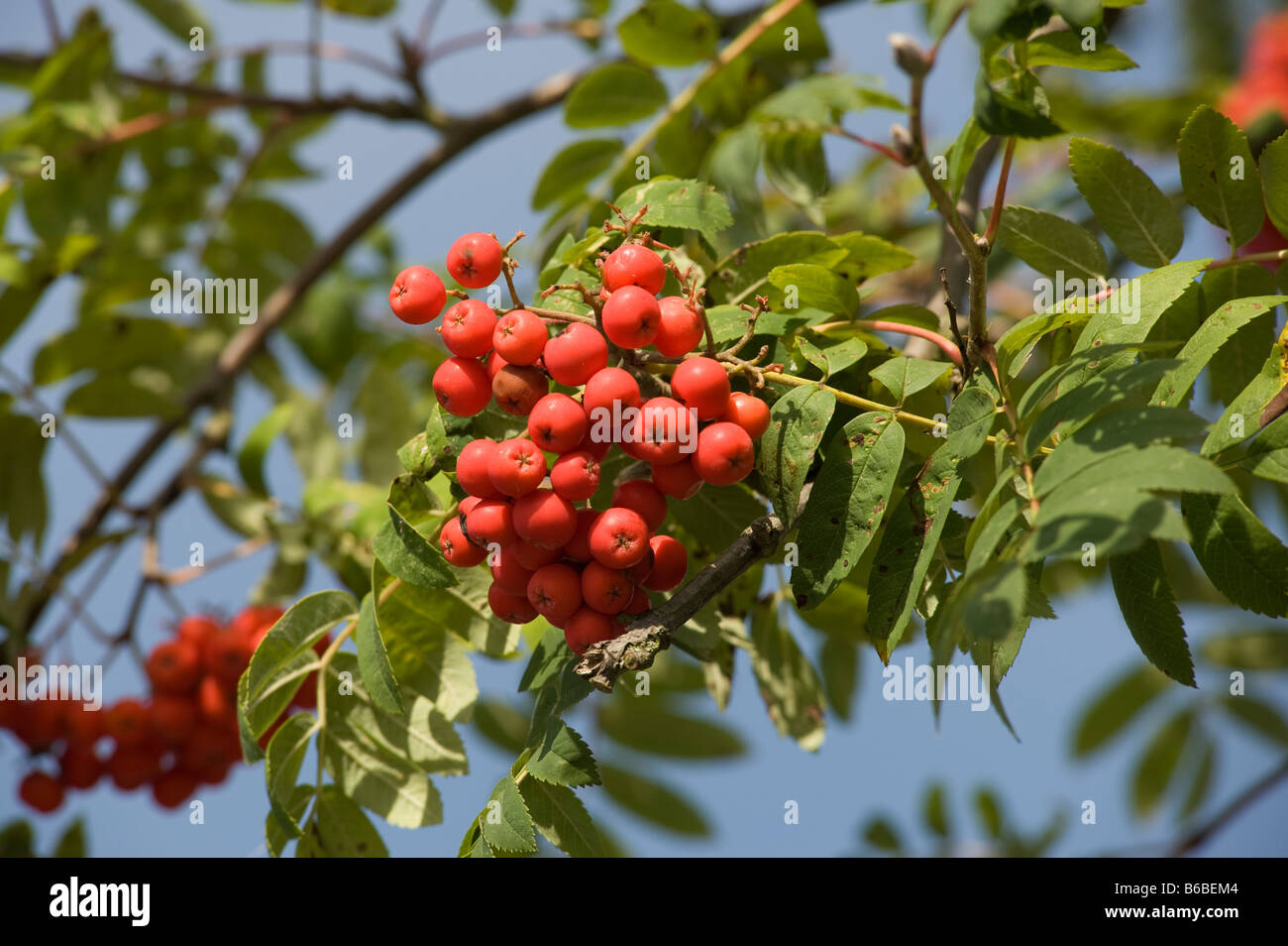Red ash tree leaf hi-res stock photography and images - Alamy