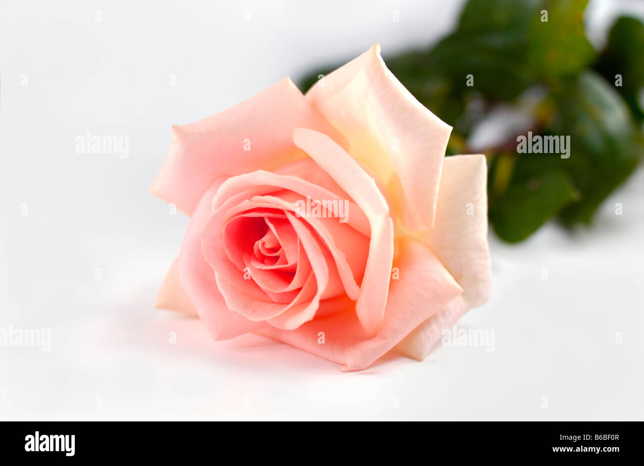 A beautiful ping rose on isolated white background Stock Photo - Alamy