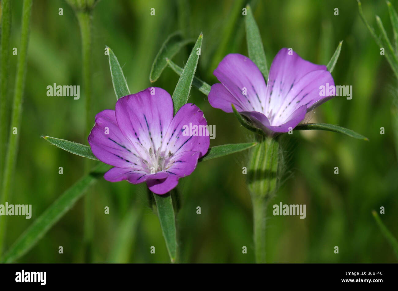 Corn Cockle (Agrostemma githago), two flowers Stock Photo - Alamy