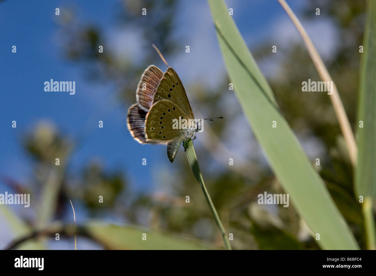 Butterfly put on a plant Stock Photo - Alamy