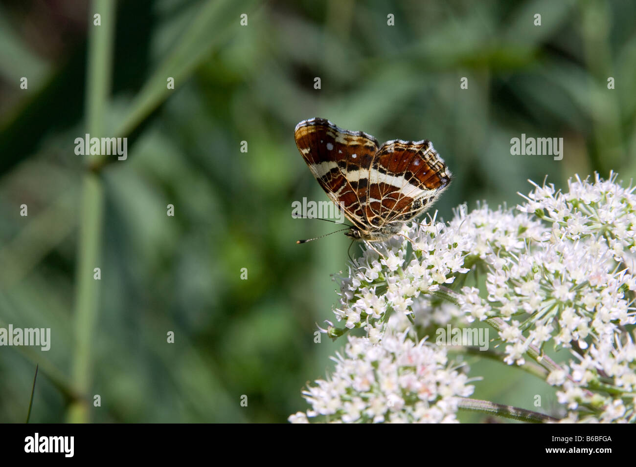 Butterfly put on a plant Stock Photo - Alamy