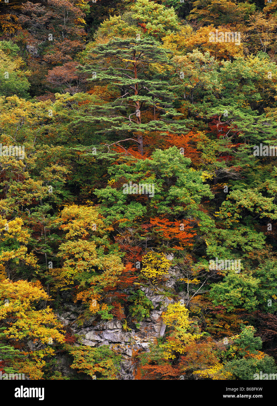 Nikko national park hi-res stock photography and images - Alamy