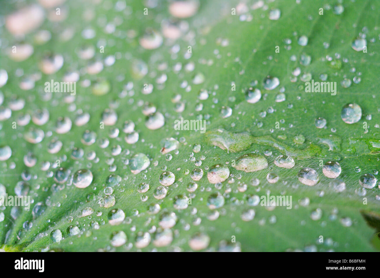 green leaves foliage at springtime Stock Photo - Alamy