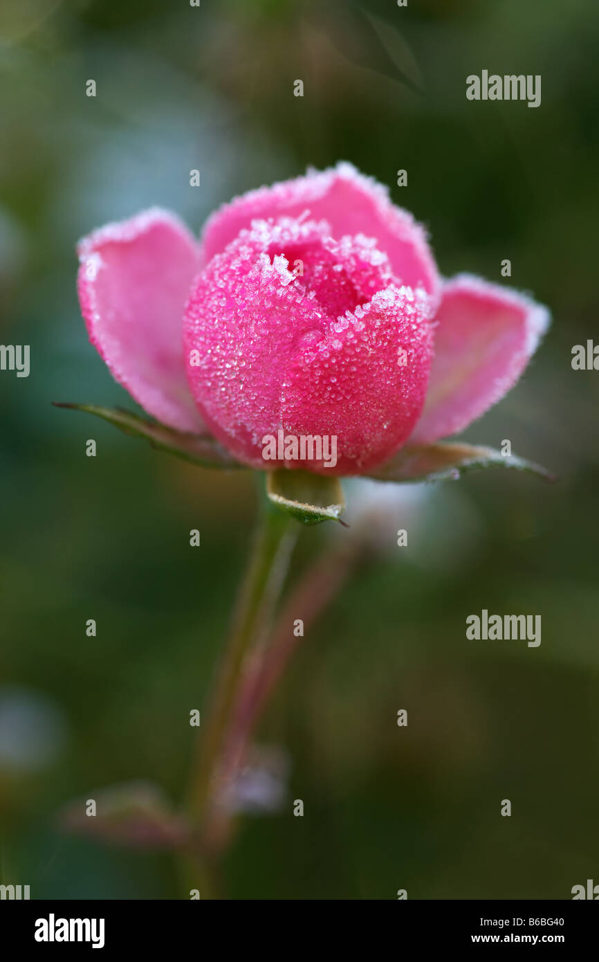 Frosty Pink Rose Bud Stock Photo - Alamy
