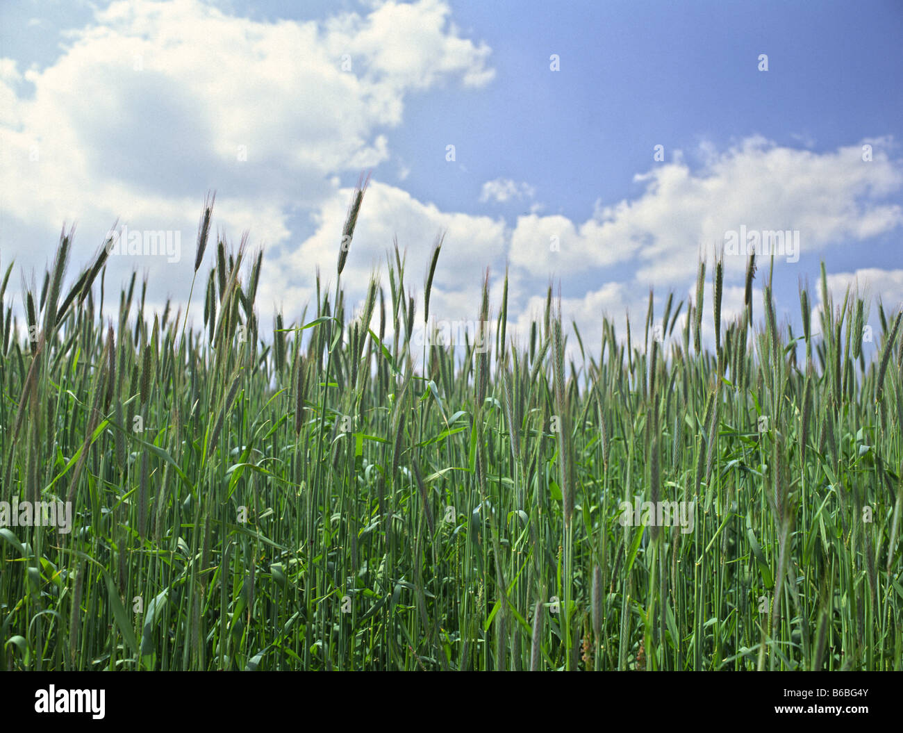Wheat photos hi-res stock photography and images - Alamy