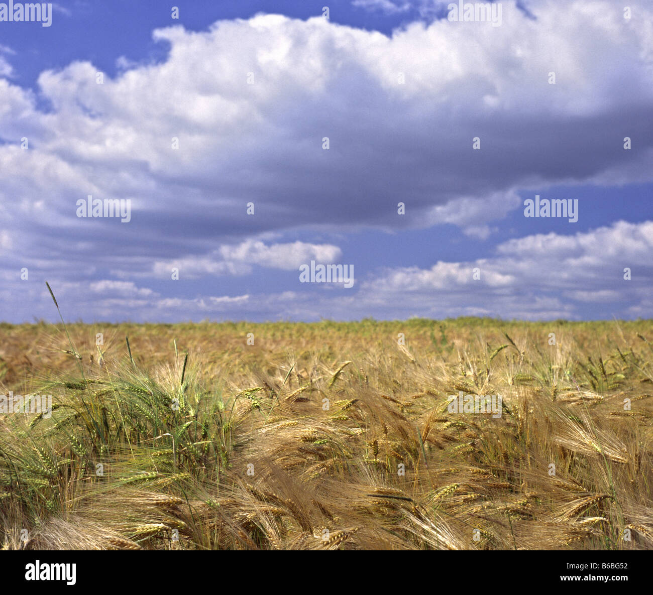 Wheat crop growing in field Stock Photo - Alamy