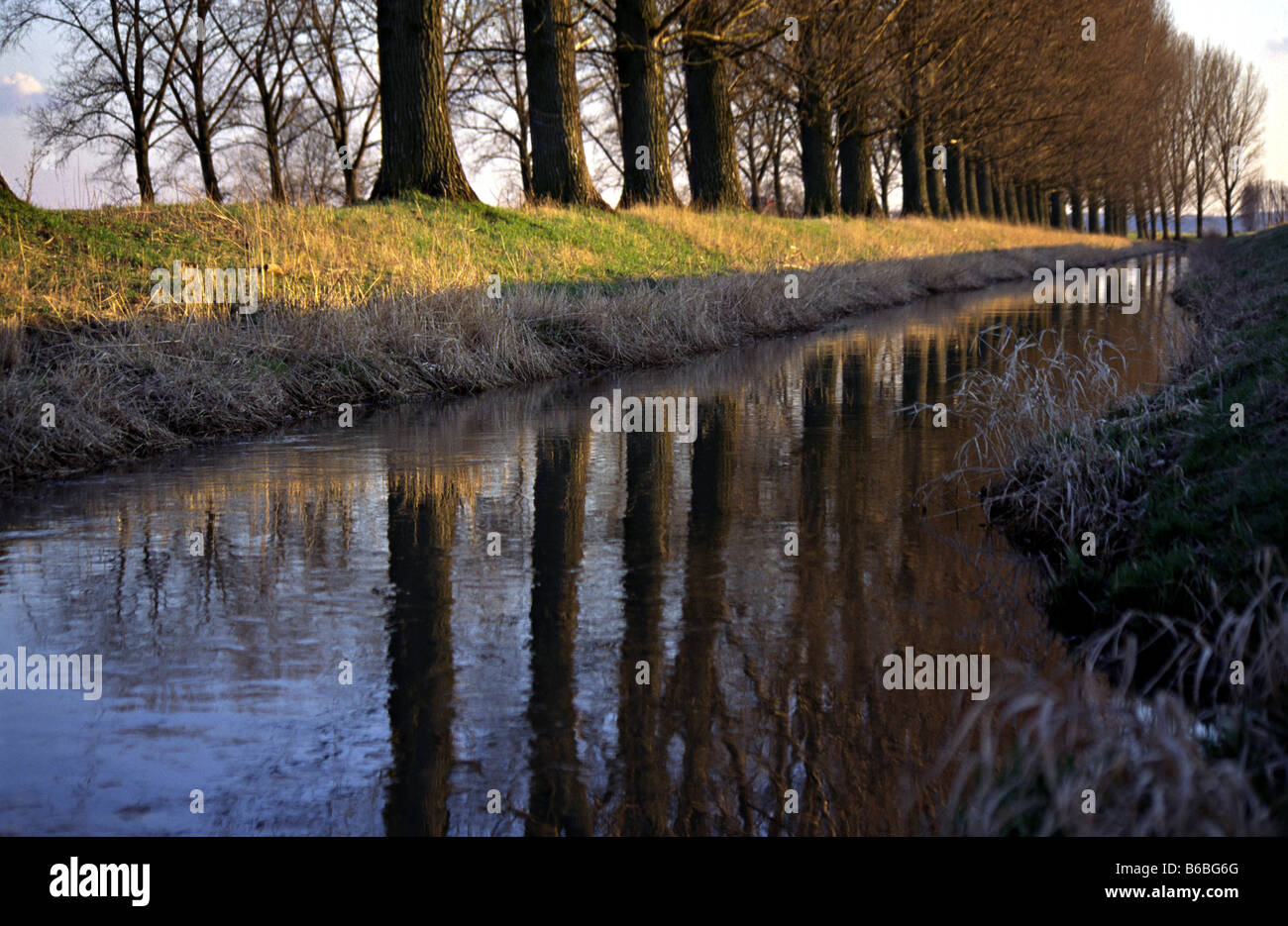 Trees line section in hi-res stock photography and images - Alamy