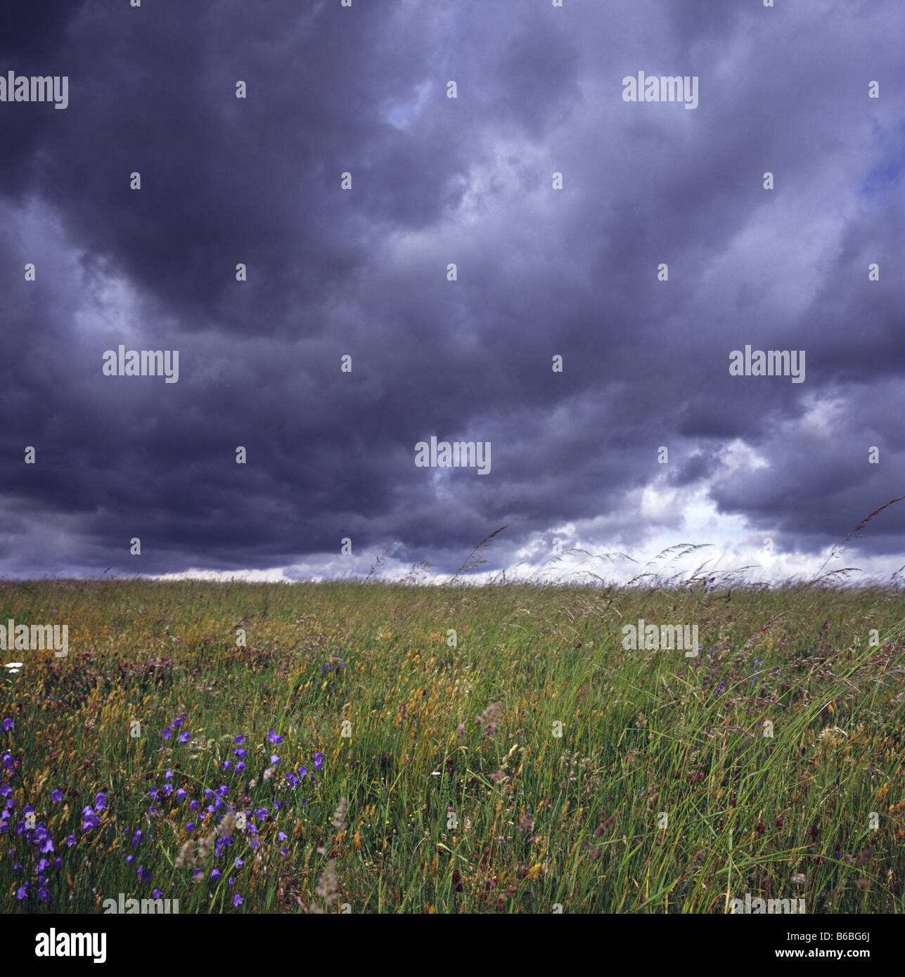 Stormclouds over flower field Stock Photo - Alamy