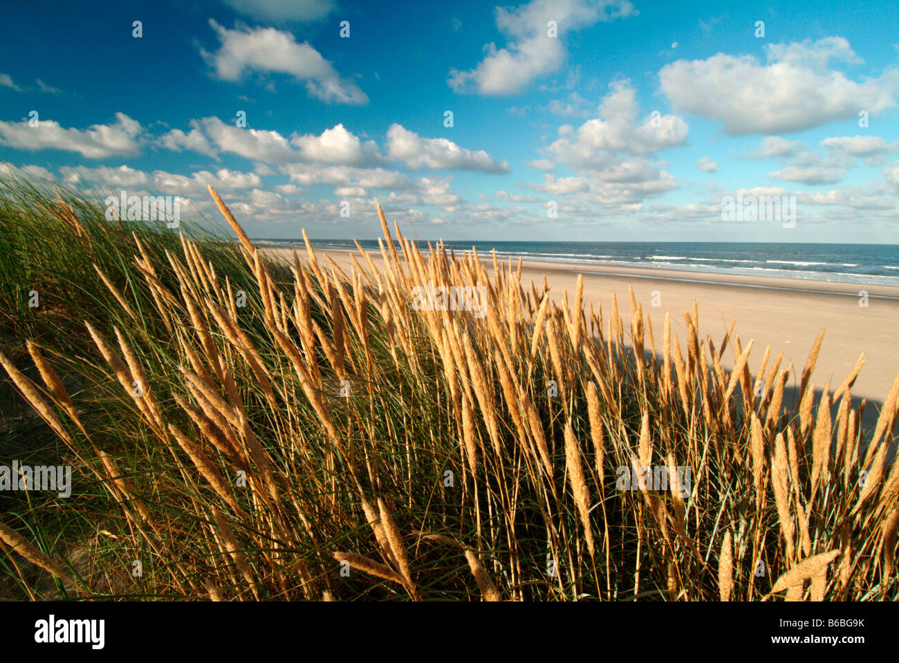 Reeds on beach Stock Photo - Alamy