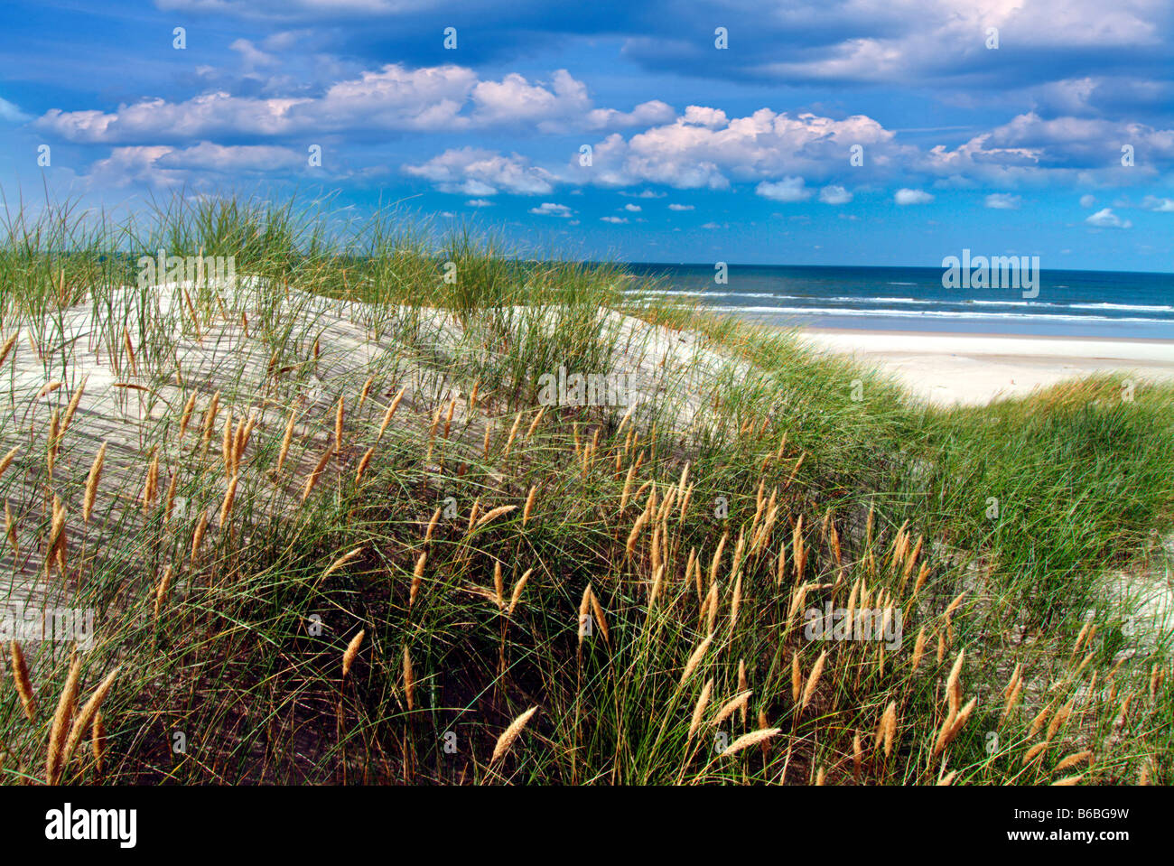 Reeds on beach Stock Photo - Alamy