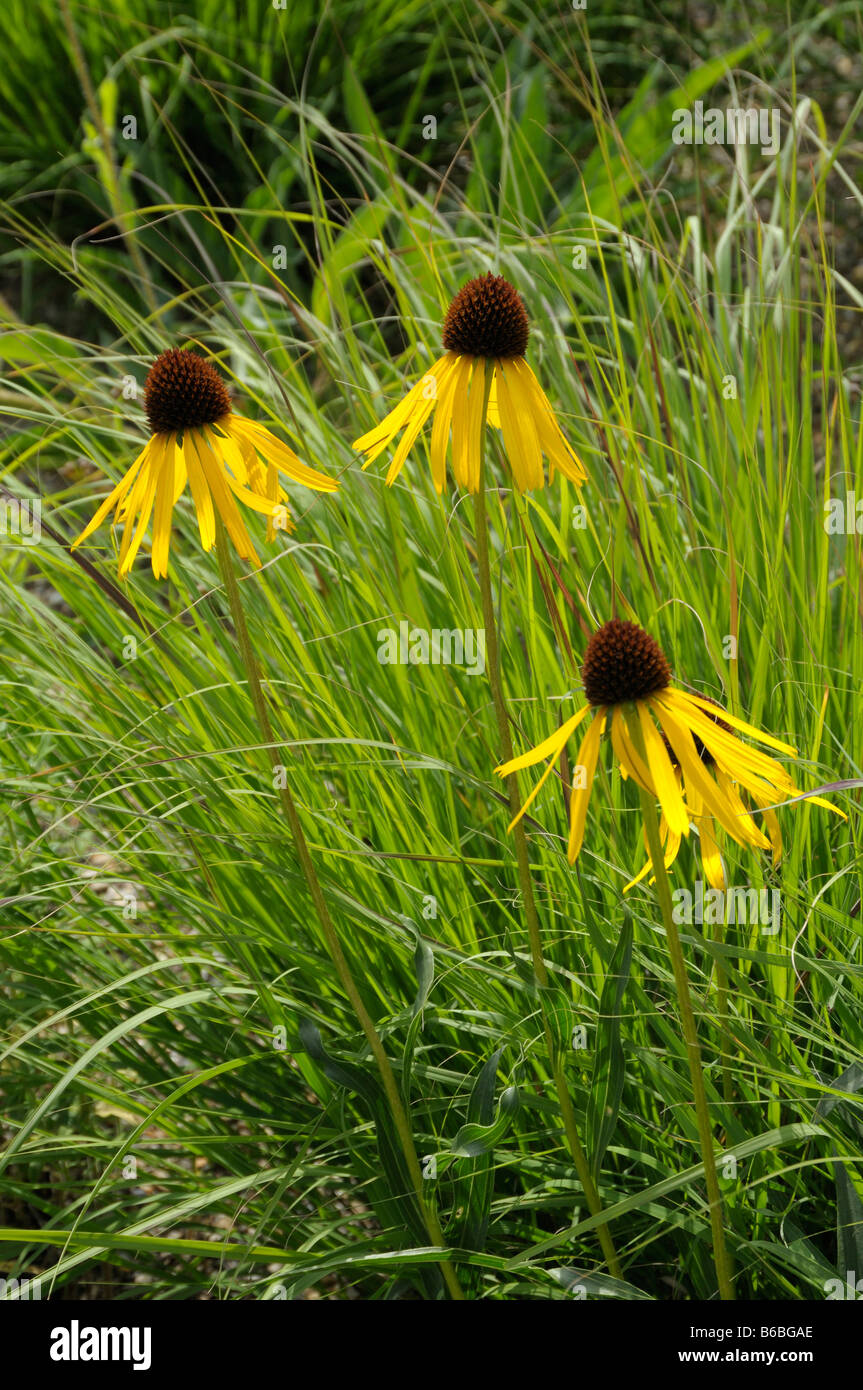 Echinacea paradoxa hi-res stock photography and images - Alamy