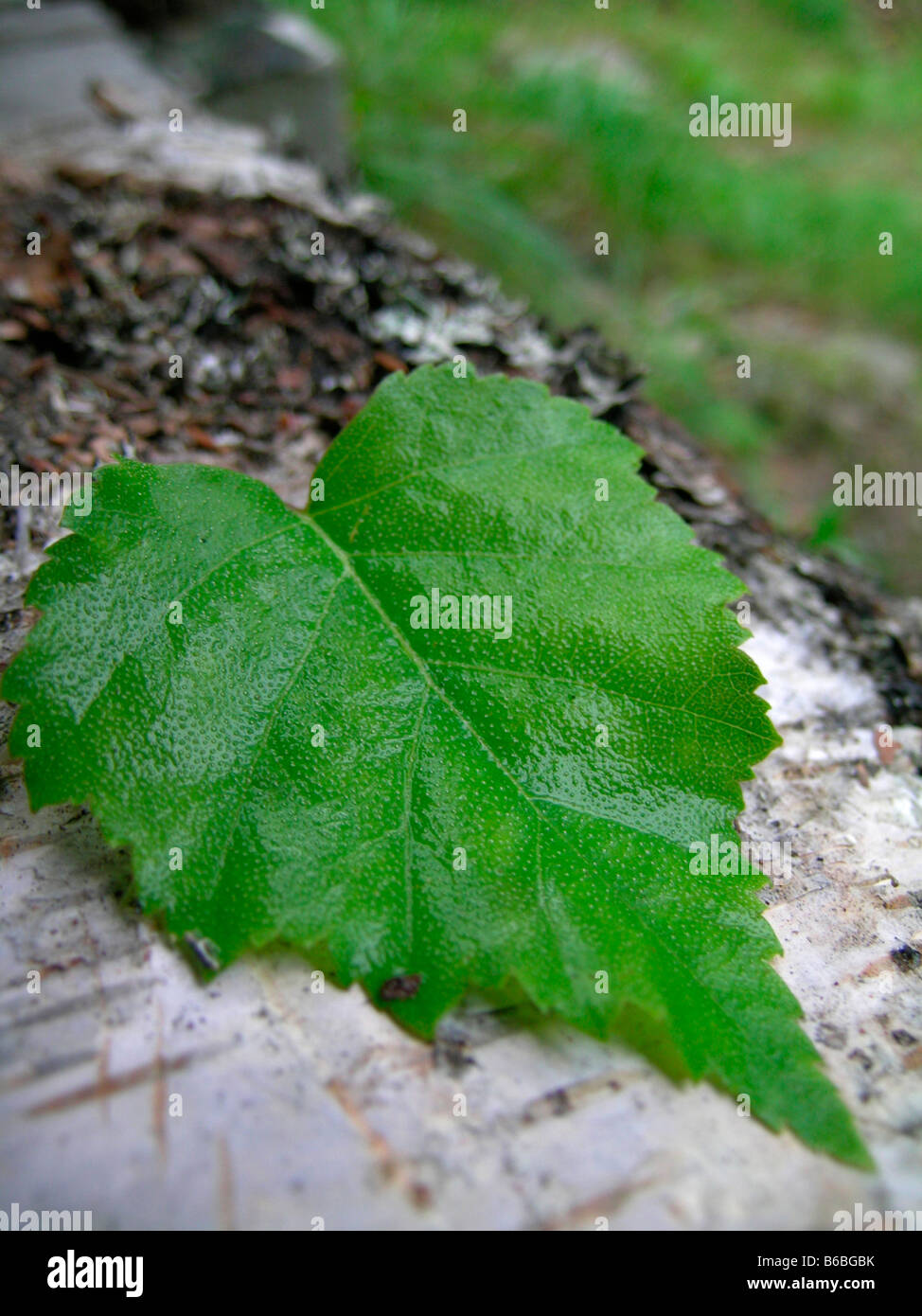 Vertical section leaf hi-res stock photography and images - Alamy