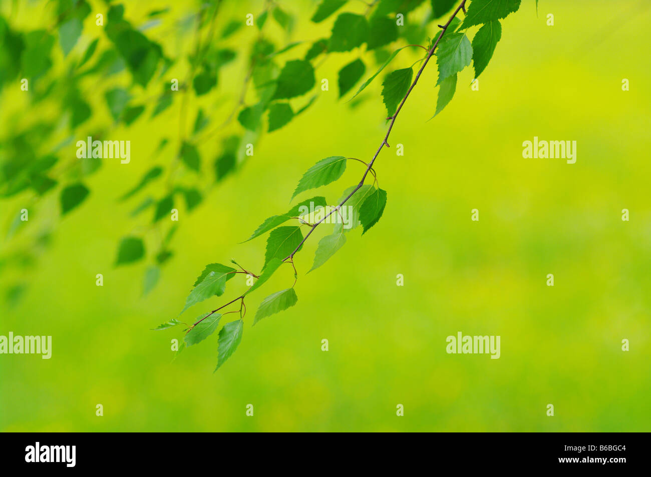 green leaves foliage at springtime Stock Photo - Alamy
