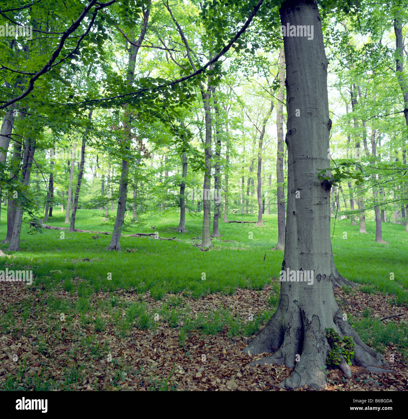 Trees in forest Stock Photo - Alamy