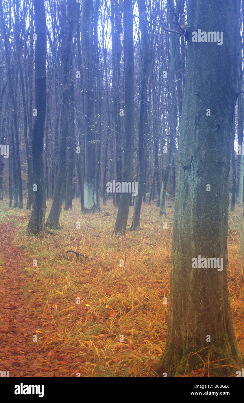 Trees in forest Stock Photo - Alamy
