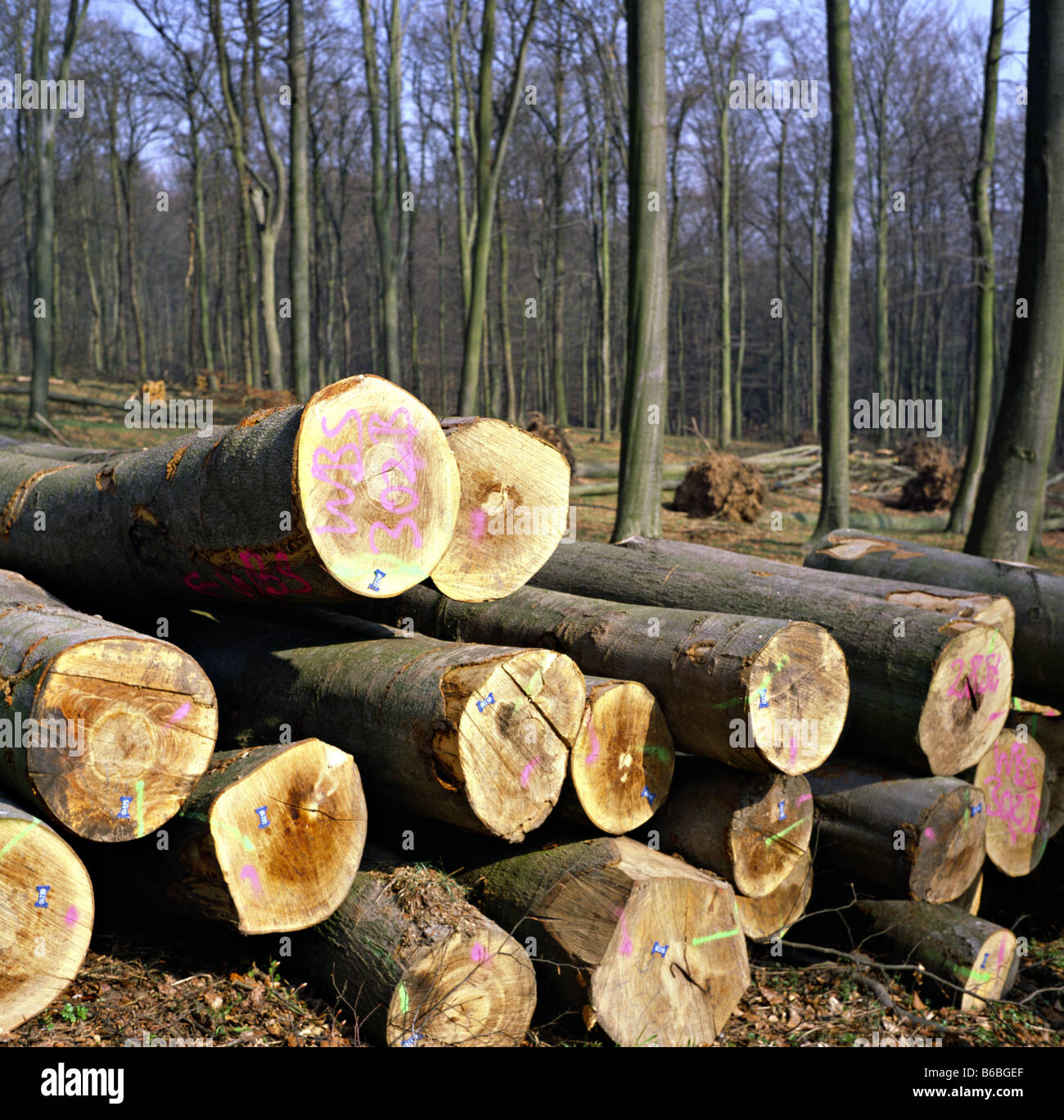 Stack of logs in forest Stock Photo - Alamy