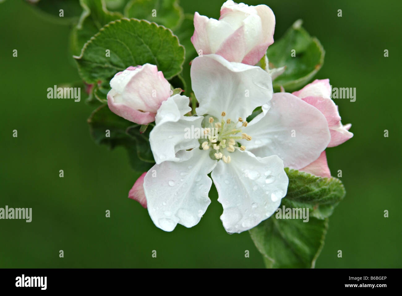 Close closeup up picture photograph photo shot focus plant detail hi ...