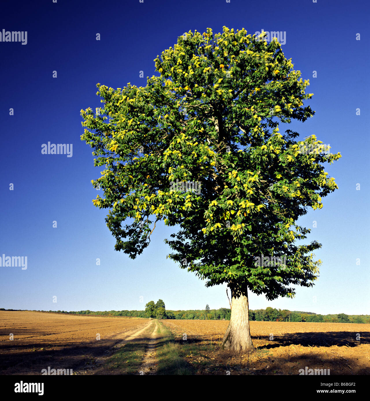 Tree in field Stock Photo - Alamy