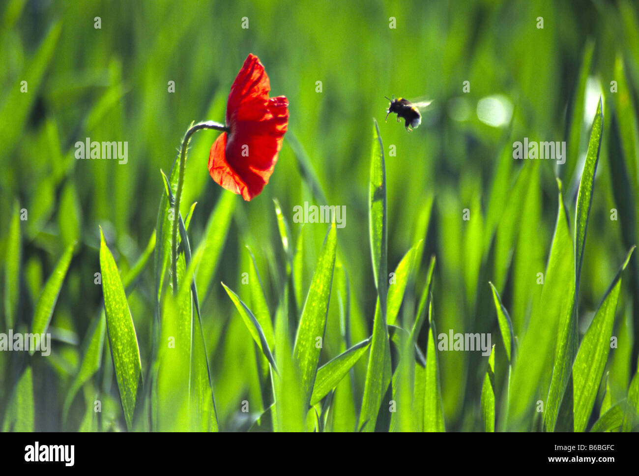 Insect hovering over flower Stock Photo - Alamy