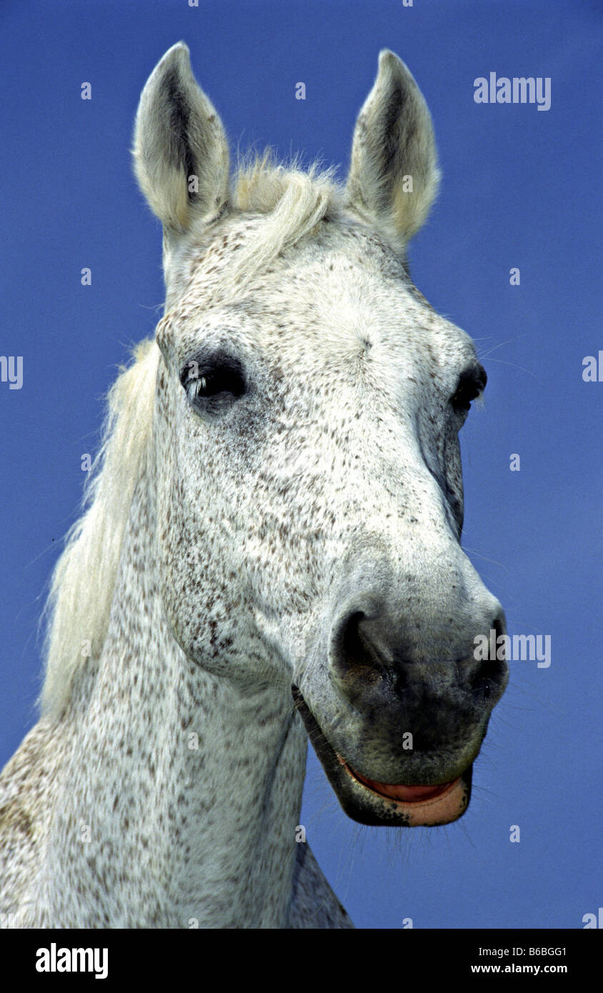 Close-up of horse's face Stock Photo - Alamy