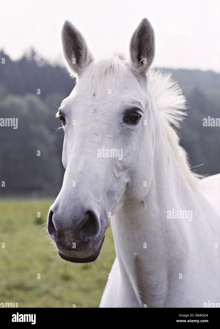Close-up of horse's face Stock Photo - Alamy