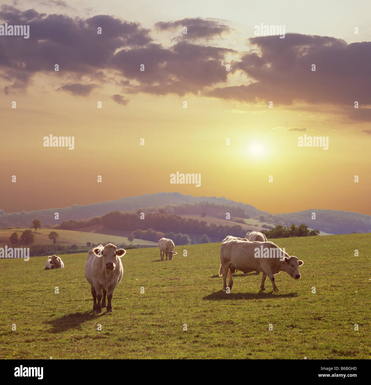Cows in field at sunset Stock Photo - Alamy