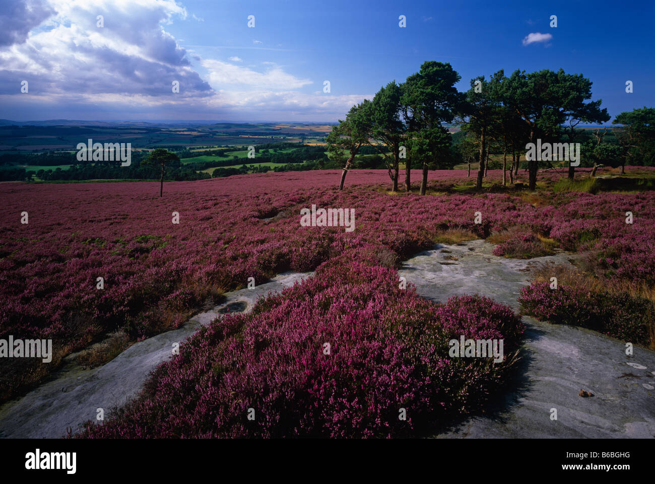 Summer heather at Ros Castle near Wooler Northumberland Stock Photo - Alamy