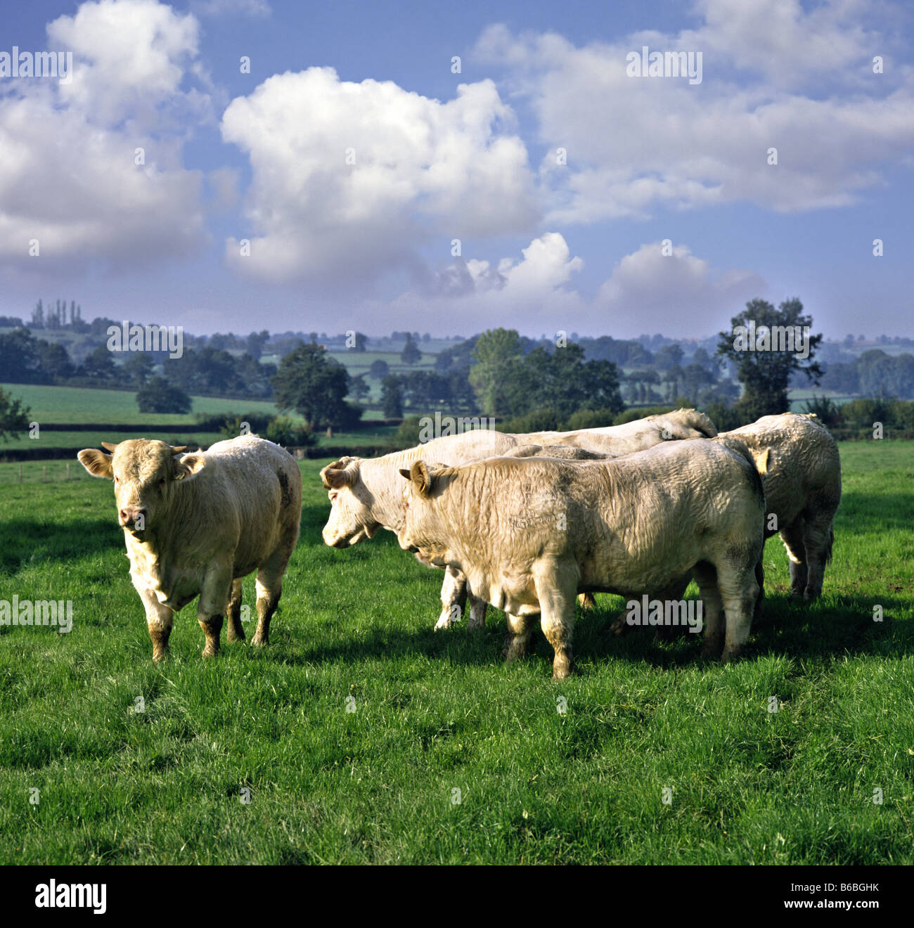 Cows standing in field Stock Photo - Alamy