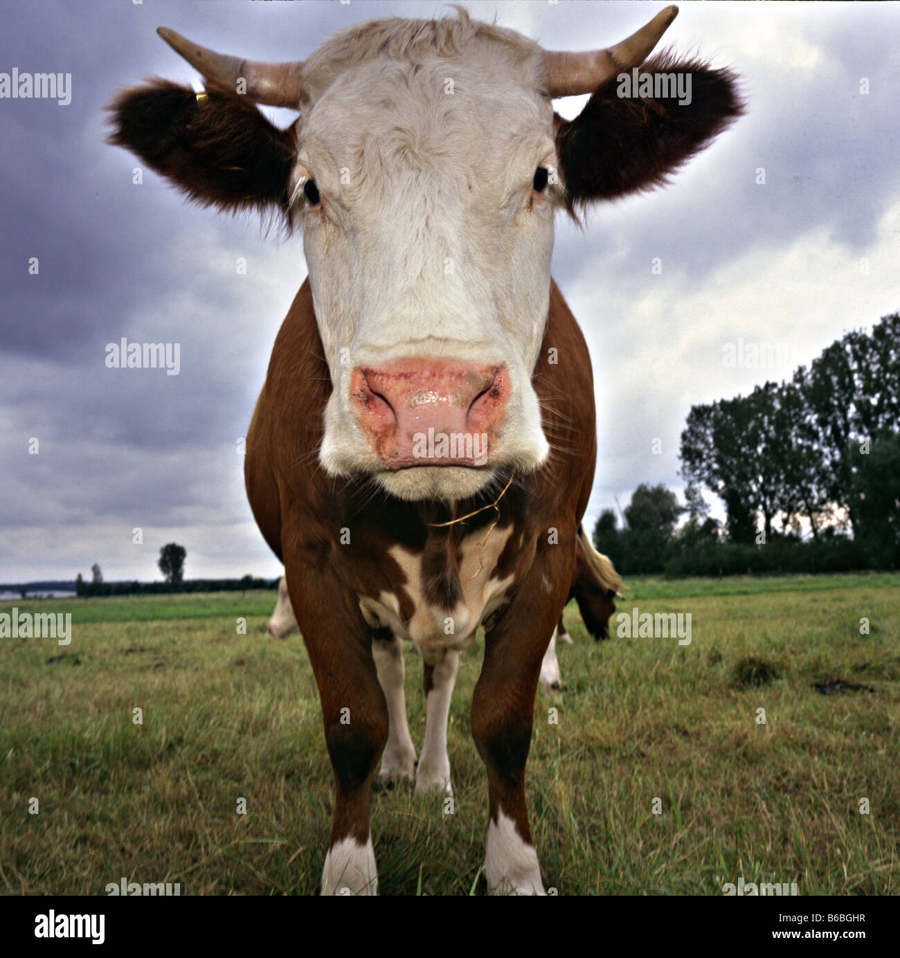 Cows have numbers on them hi-res stock photography and images - Alamy