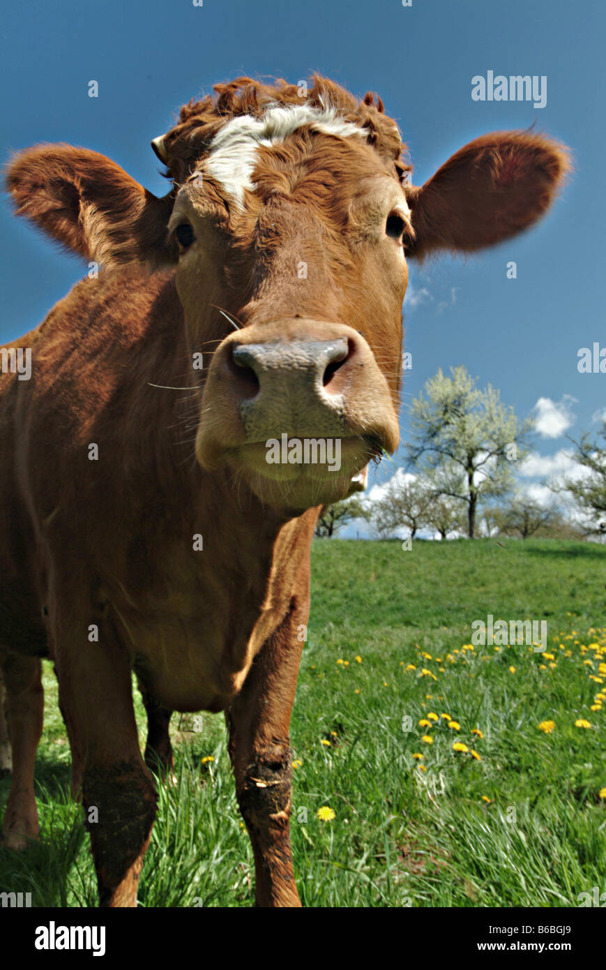 Closeup photos of cows hi-res stock photography and images - Alamy
