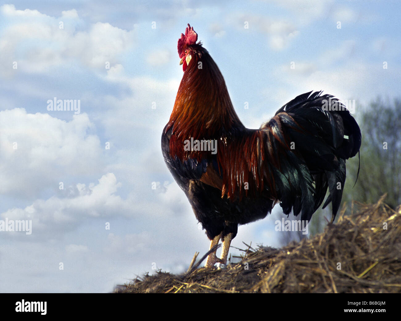 Rooster on straw Stock Photo - Alamy