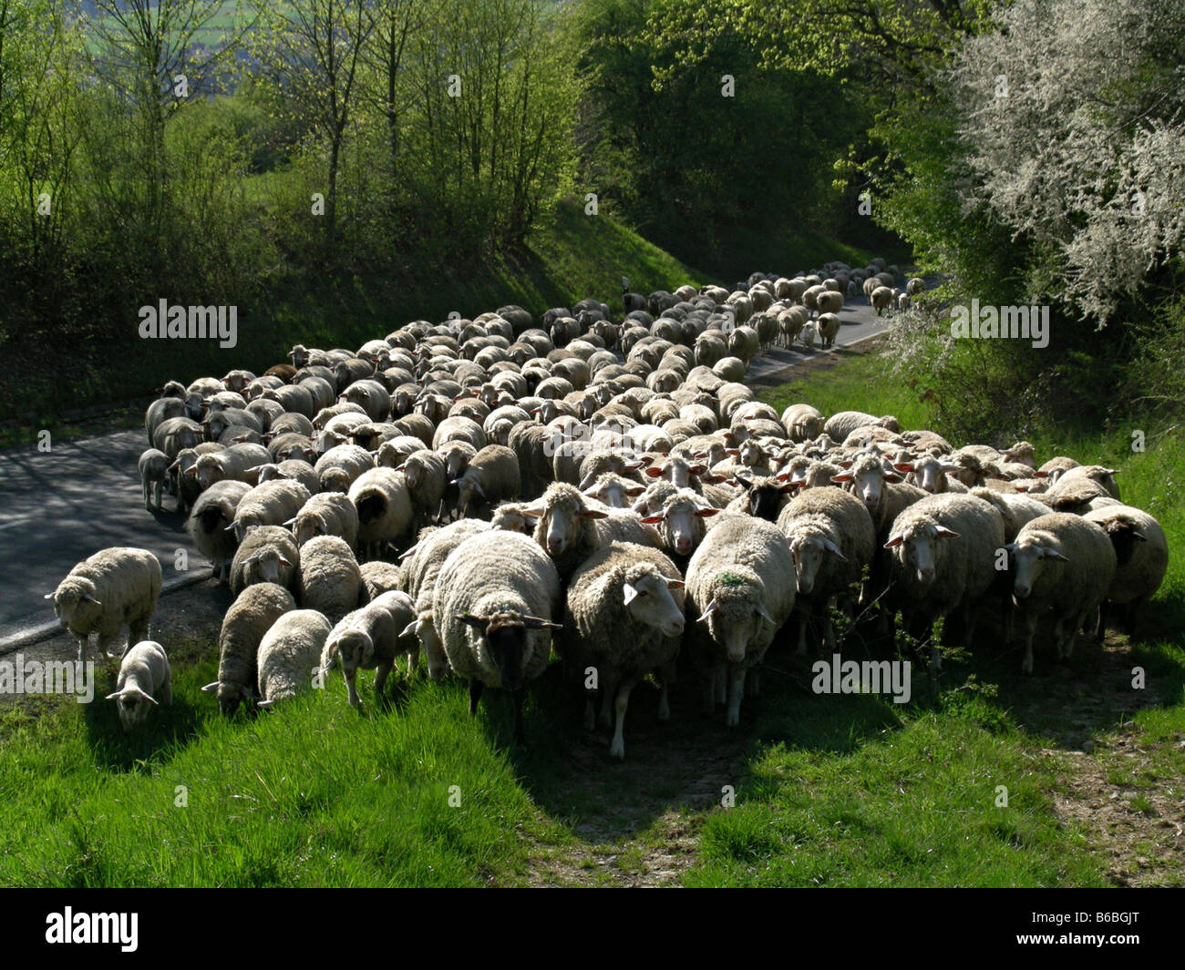 High angle shot flock hi-res stock photography and images - Alamy
