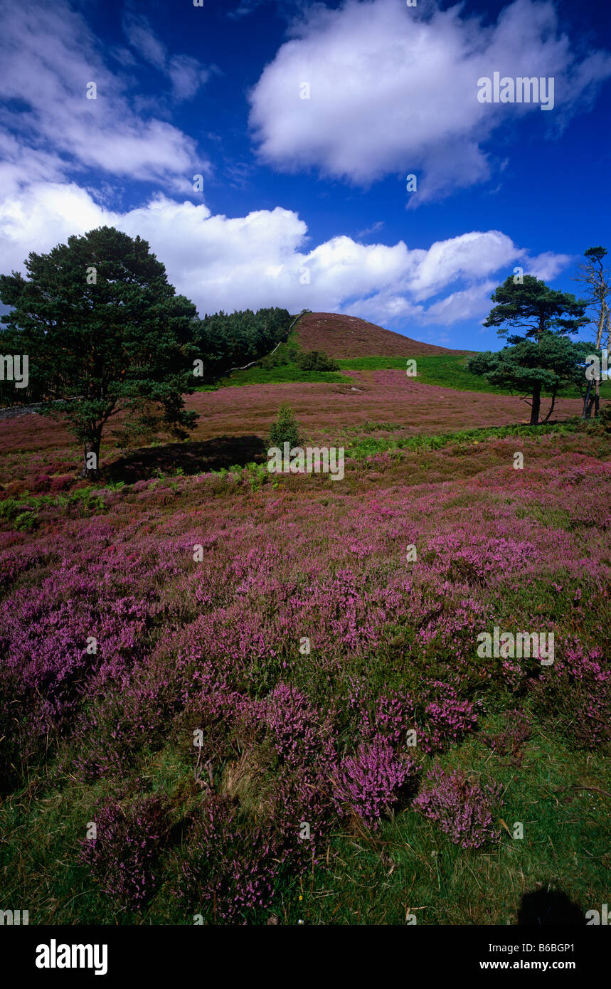 Ros castle northumberland hi-res stock photography and images - Alamy