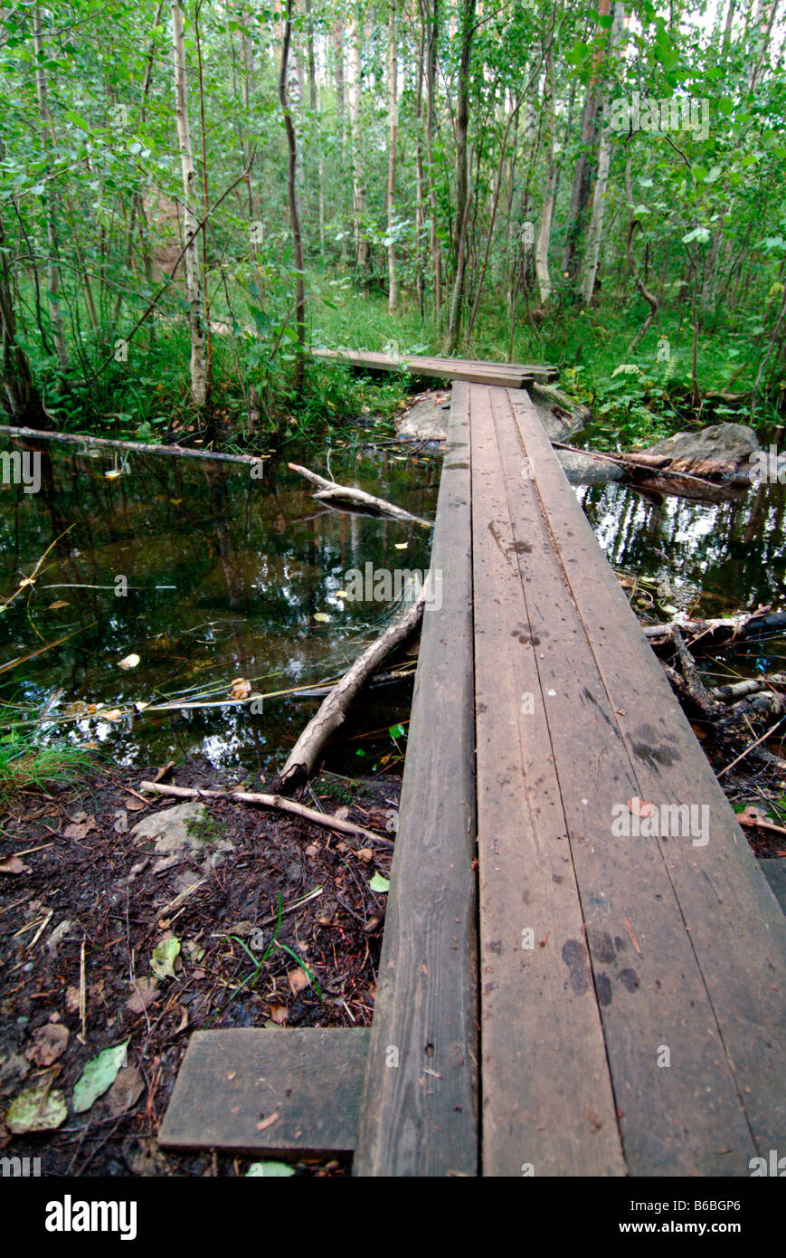 Footbridge and pine trees hi-res stock photography and images - Alamy