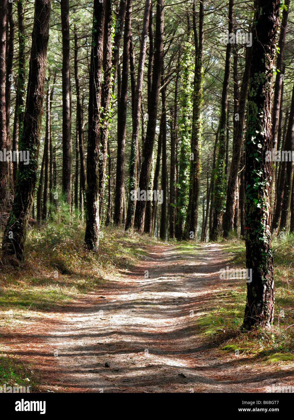 Path running through forest Stock Photo - Alamy