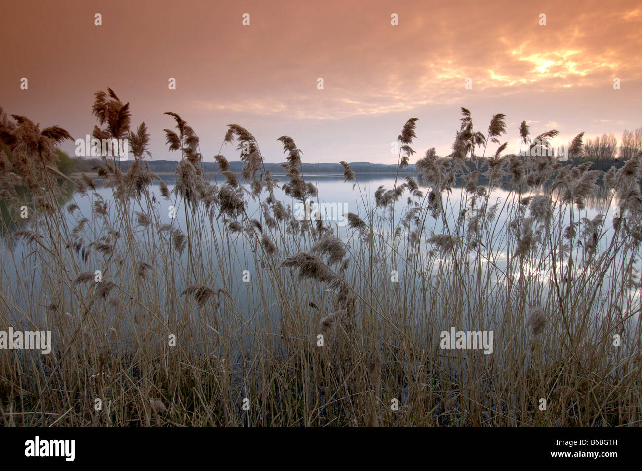 Reeds at riverside Stock Photo - Alamy