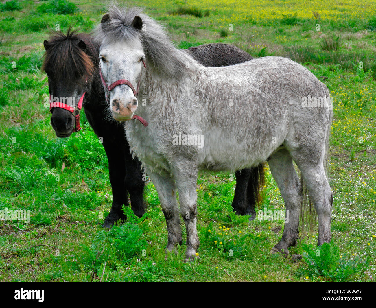 Ponies standing field day hi-res stock photography and images - Alamy