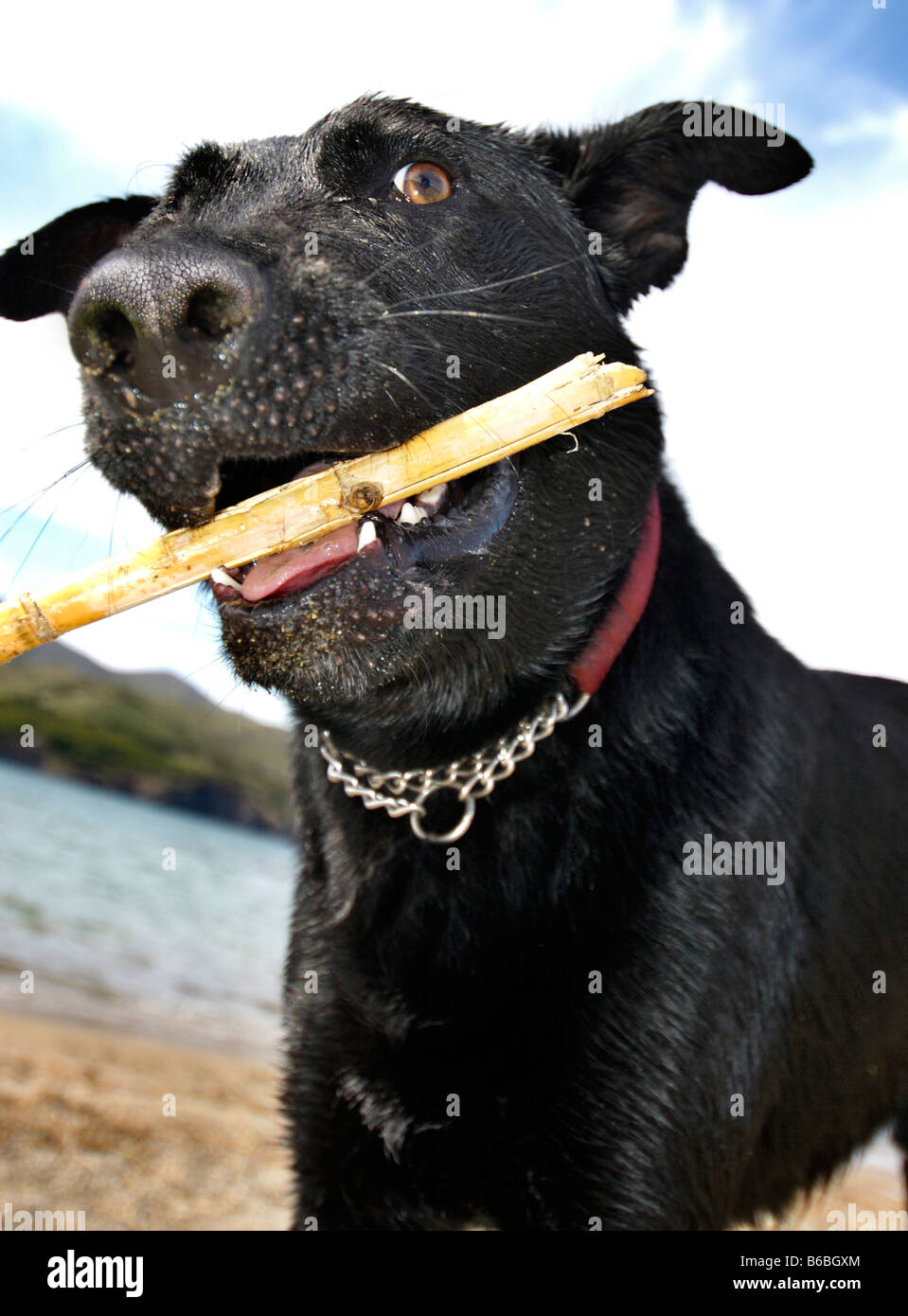 Slanting mouth hi-res stock photography and images - Alamy