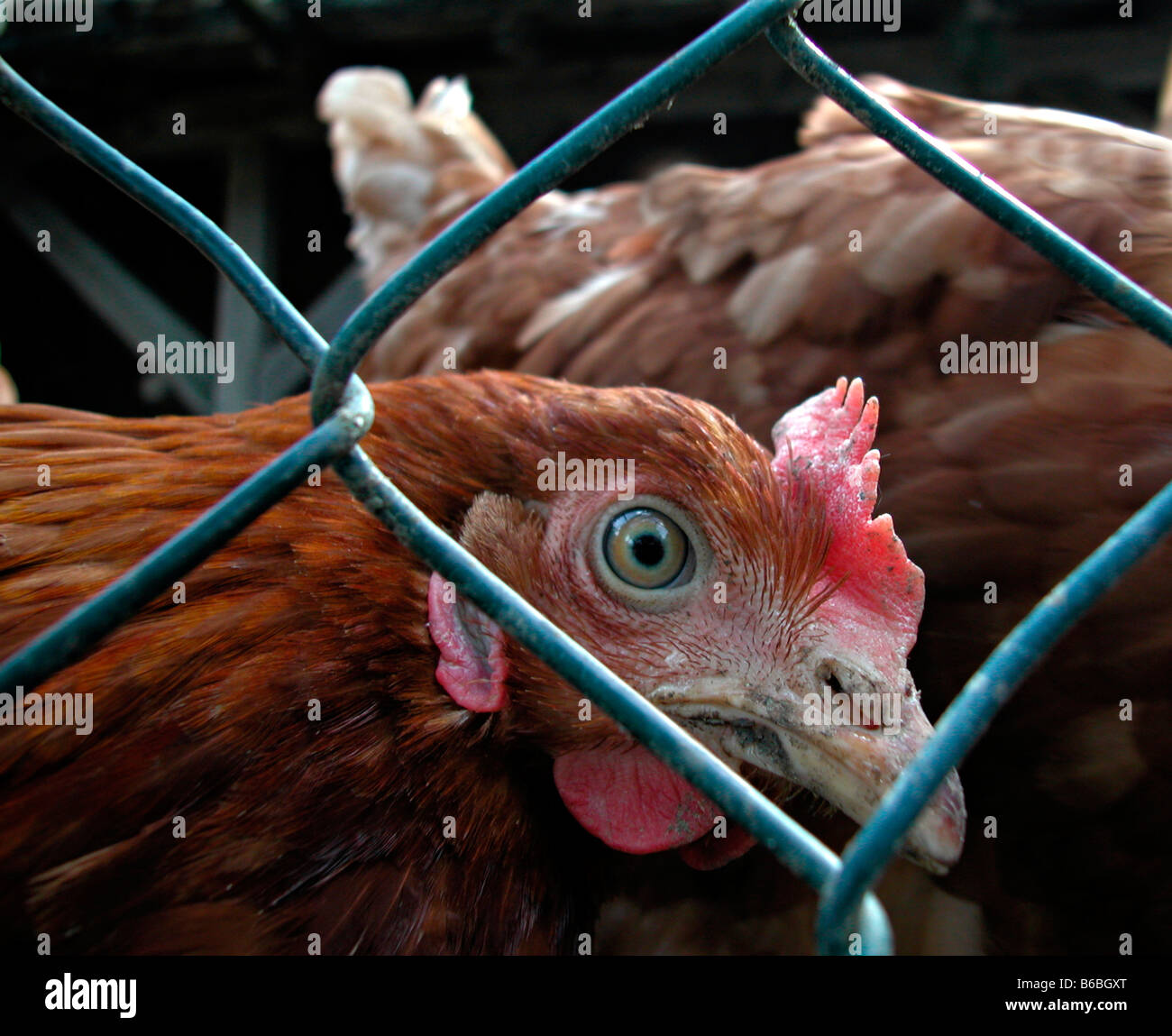 Chickens behind fence hi-res stock photography and images - Alamy